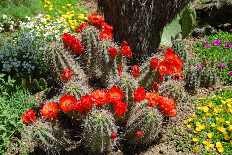 The Cactus Man - Cold Hardy Cactus – COLDHARDYCACTUS