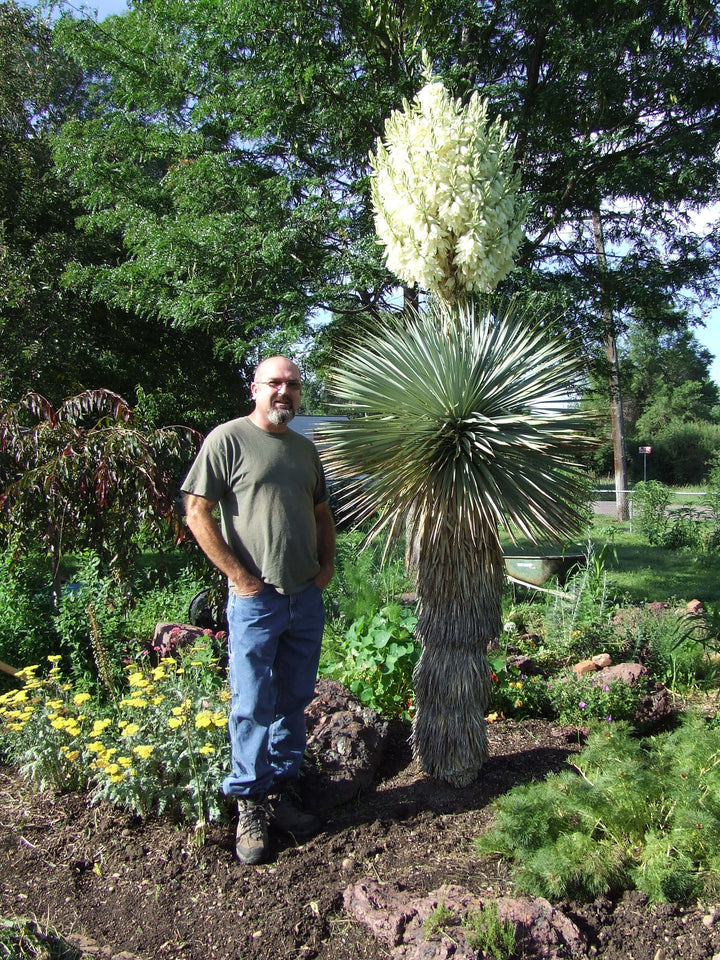 Yucca – COLDHARDYCACTUS