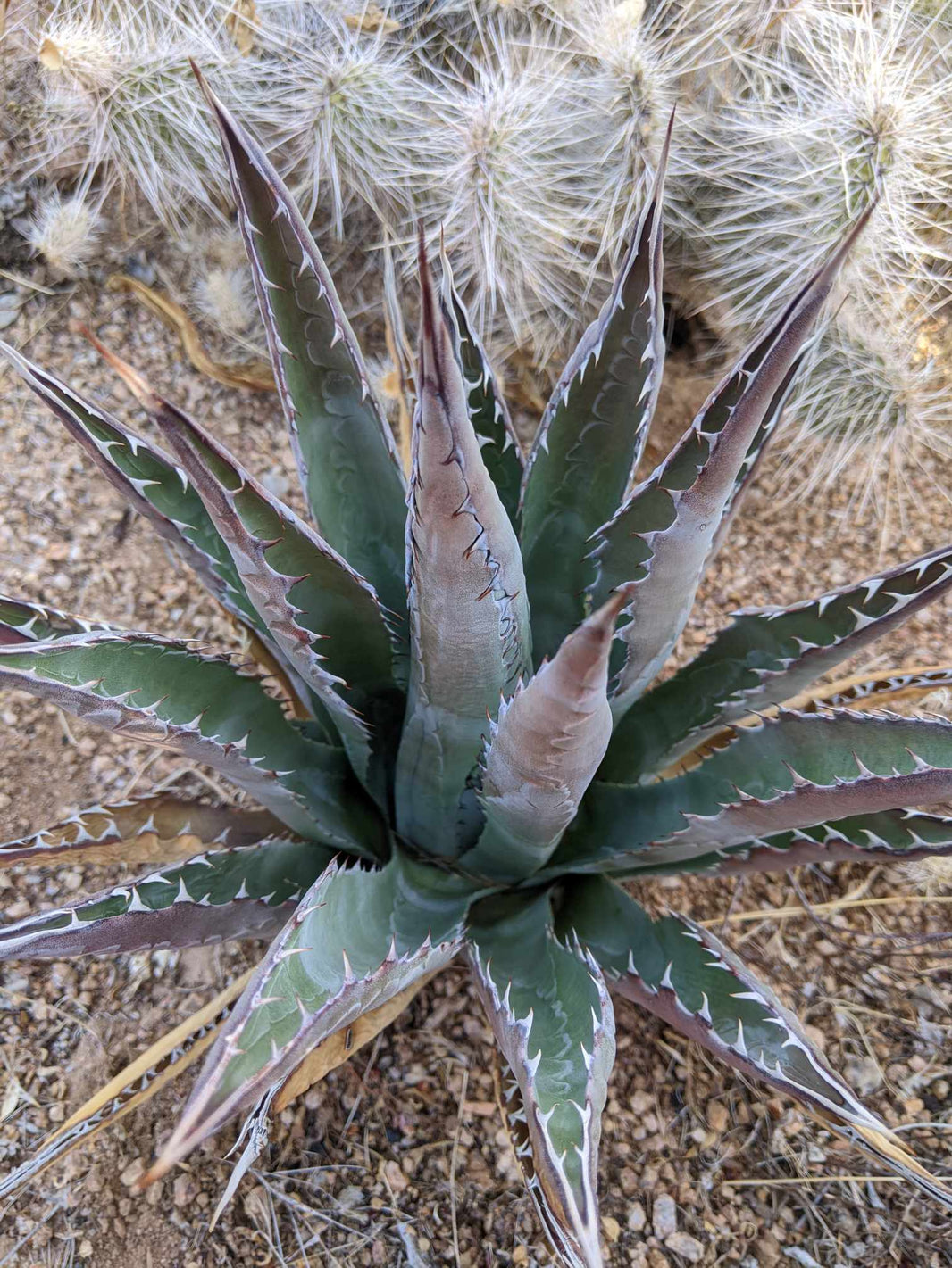 Agave – COLDHARDYCACTUS