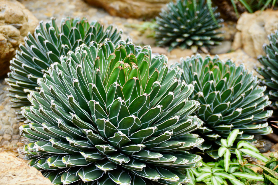 Agave – COLDHARDYCACTUS