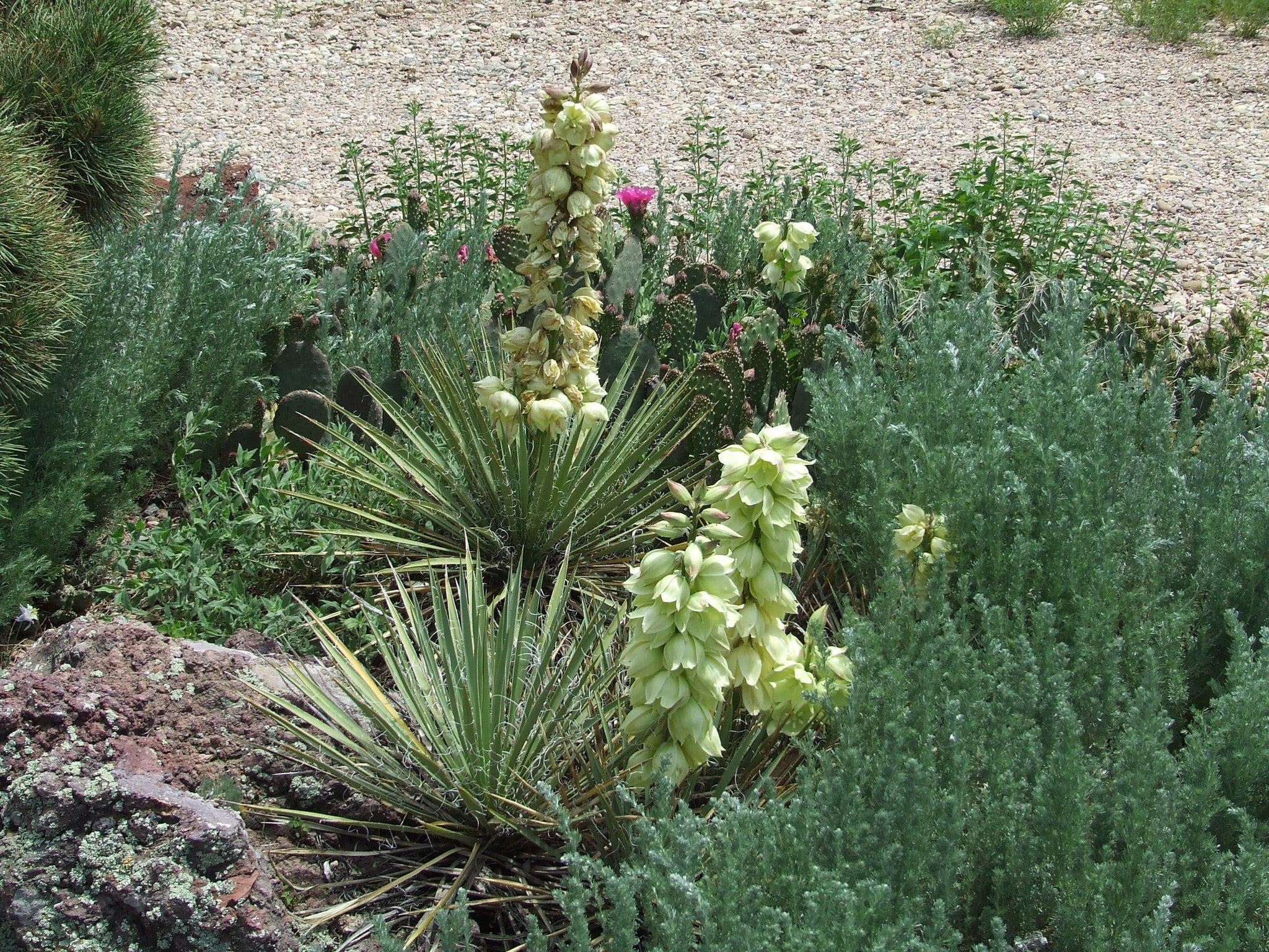 Yucca – COLDHARDYCACTUS