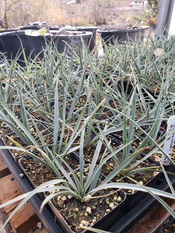 Yucca – COLDHARDYCACTUS