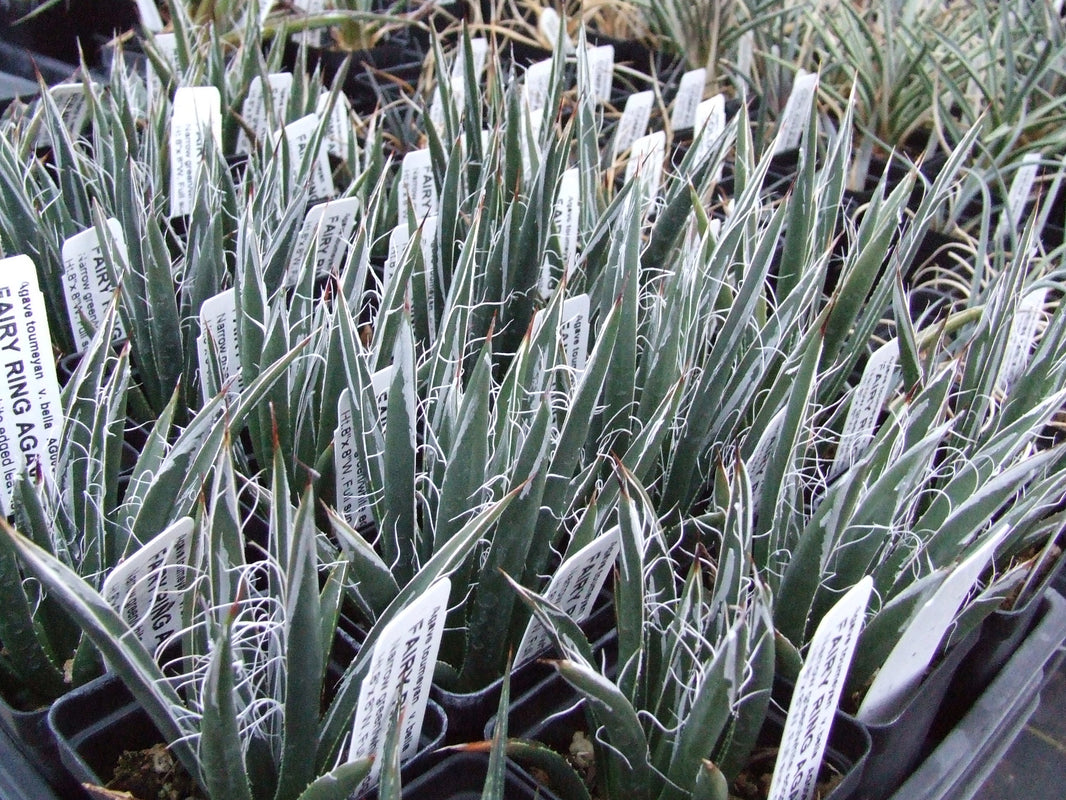 Products – COLDHARDYCACTUS