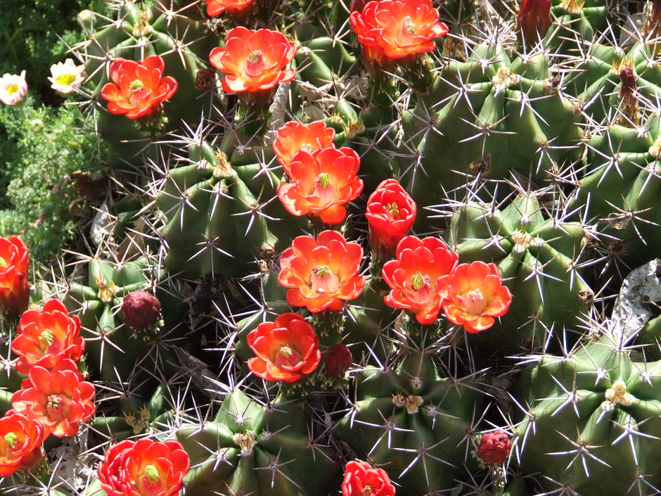 The Cactus Man - Cold Hardy Cactus – COLDHARDYCACTUS