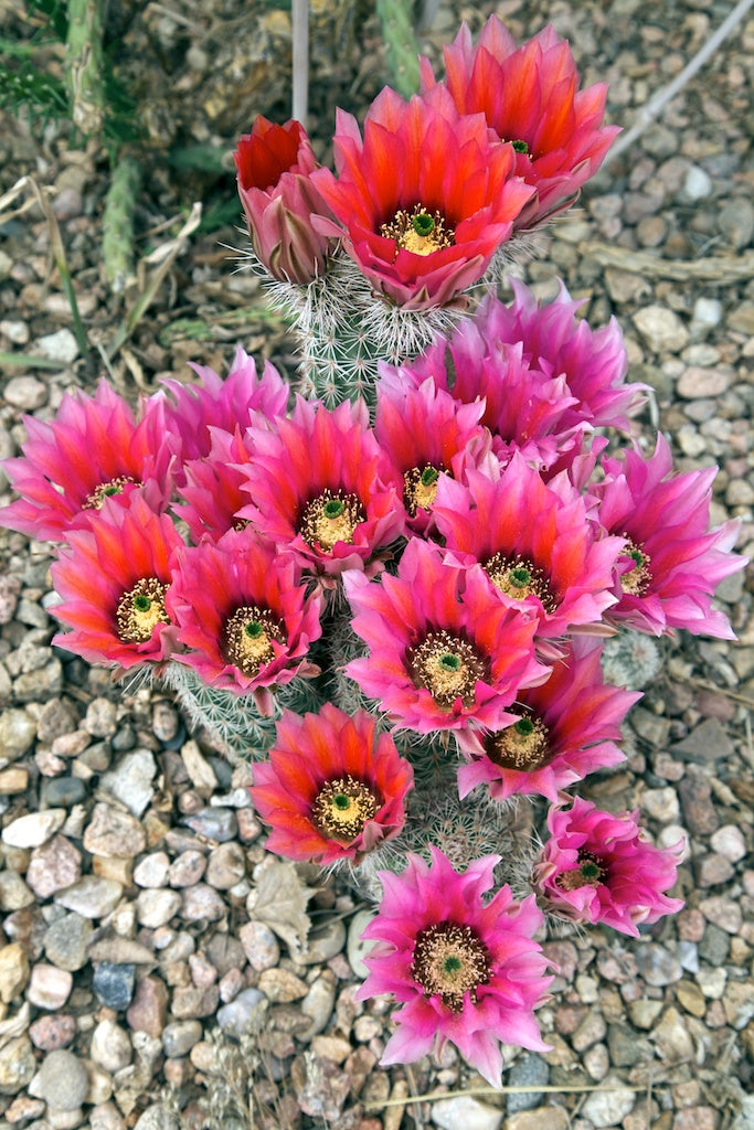 EC012: Echinocereus x lloydii, Lloyd's Hedgehog Cactus COLD HARDY CACT ...