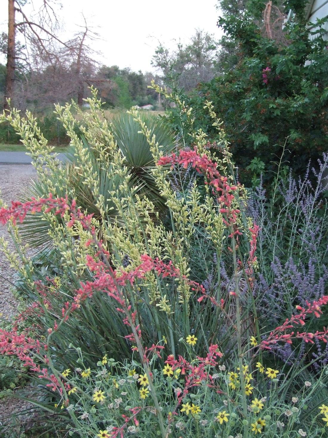 YU012: Hesperaloe parviflora (Yellow strain) COLD HARDY CACTUS ...
