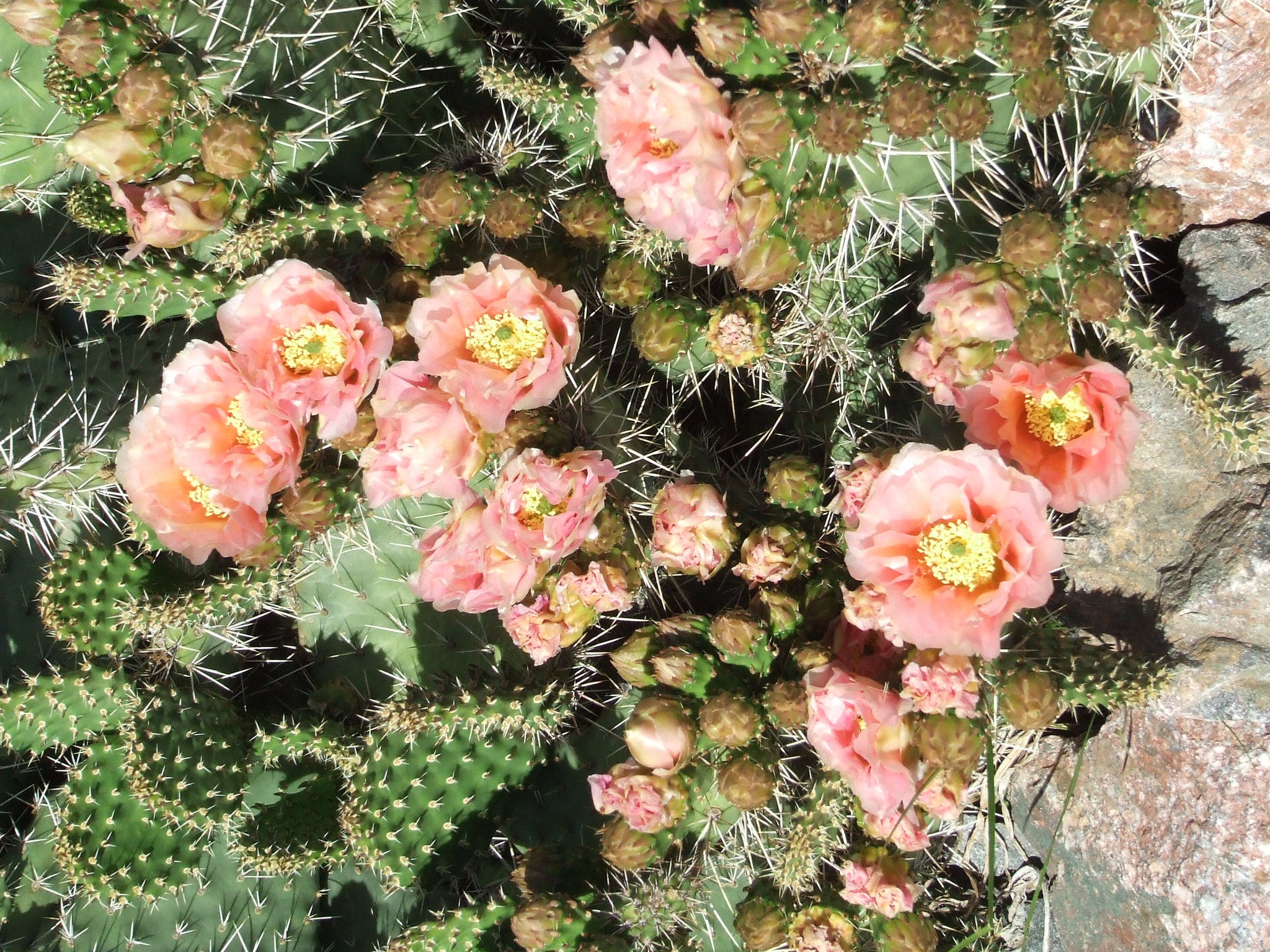 Claude Barr Selections – COLDHARDYCACTUS