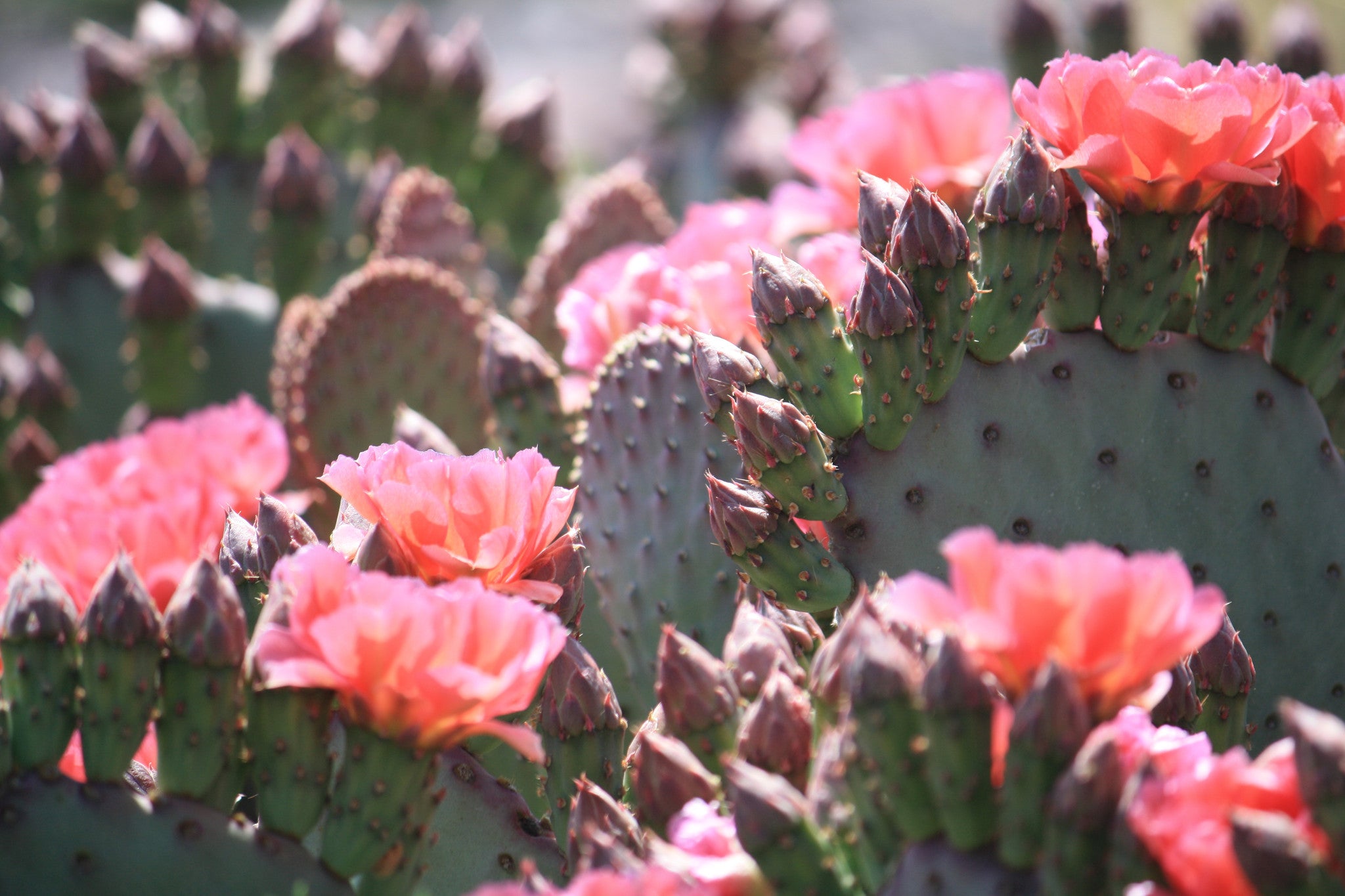 OP093: Opuntia ‘Peach Pie’ COLD HARDY CACTUS – COLDHARDYCACTUS