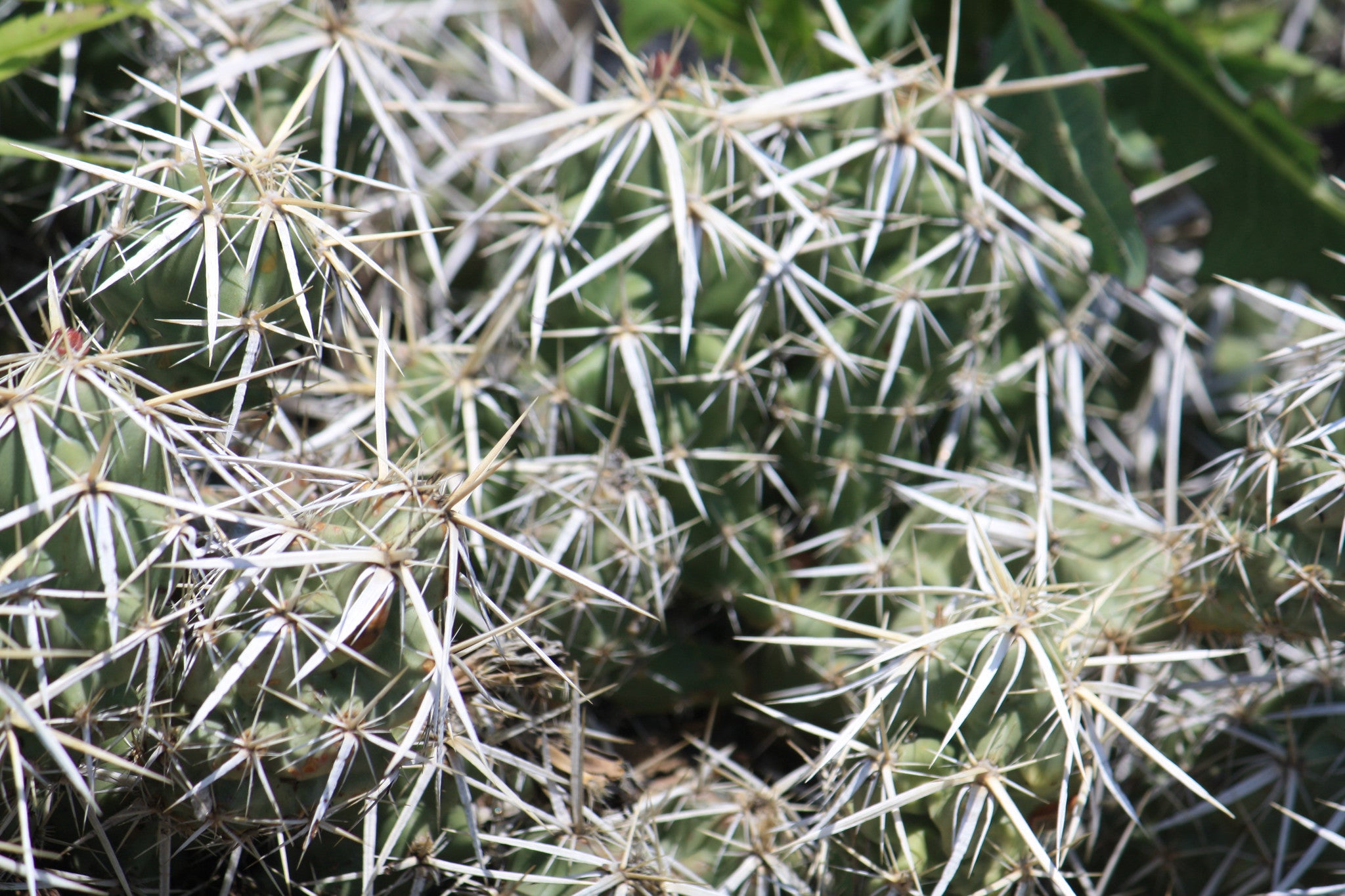 OP086: Corynopuntia clavata (Creeping Club Cholla) COLD HARDY CACTUS ...