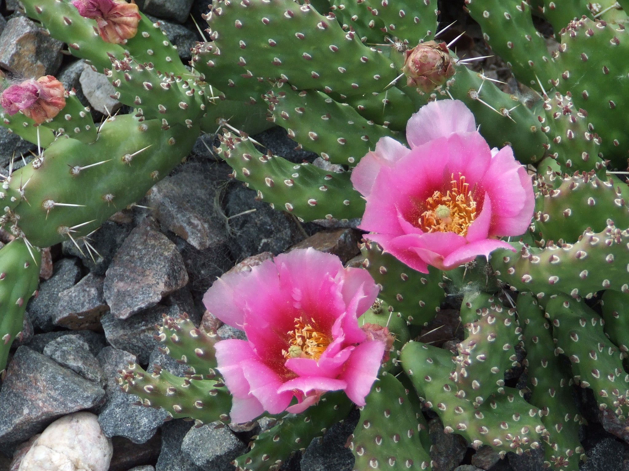 OP014: Opuntia 'Super Rutila' (Natural hybrid) COLD HARDY CACTUS ...