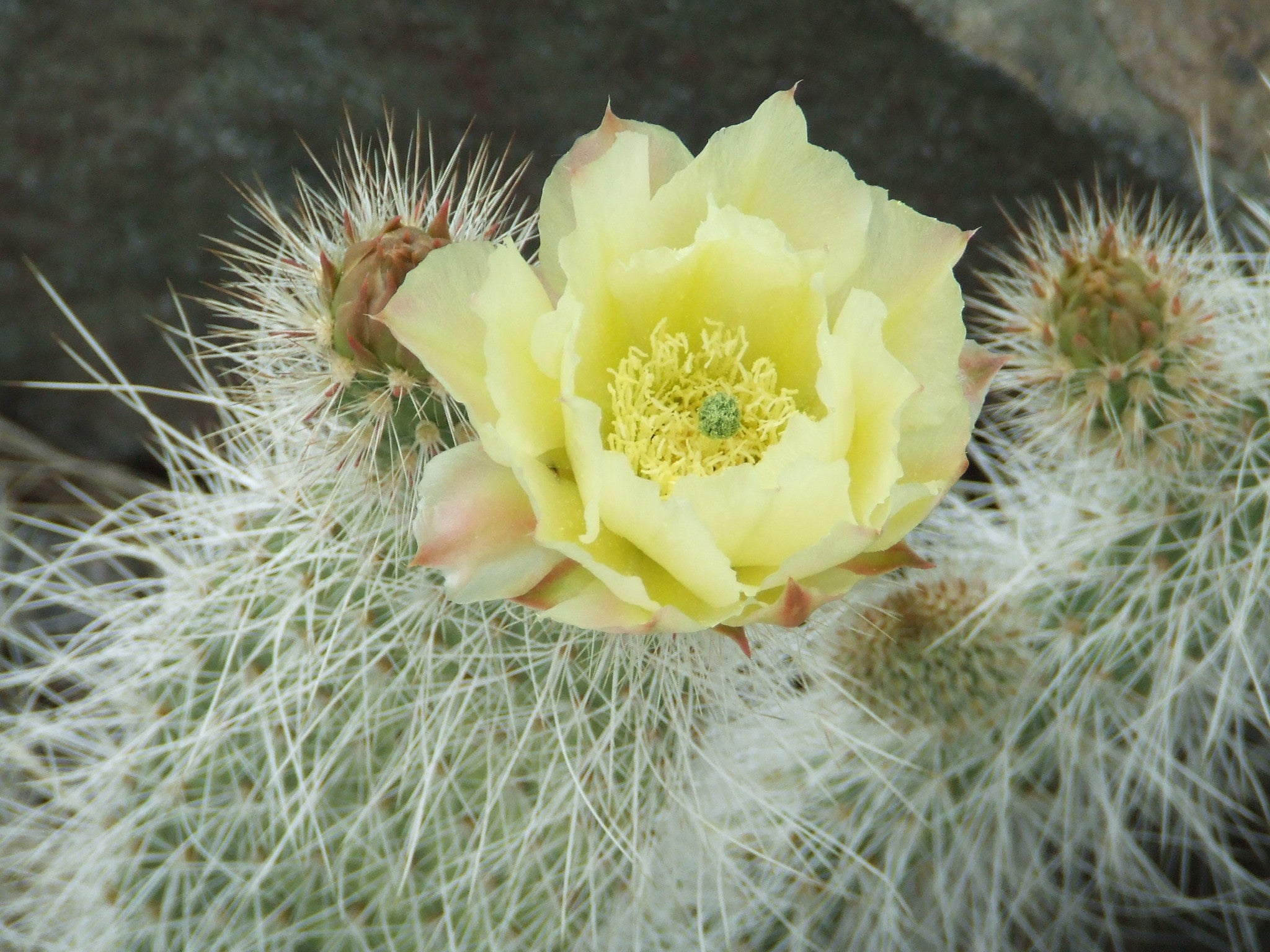 San X Cactus