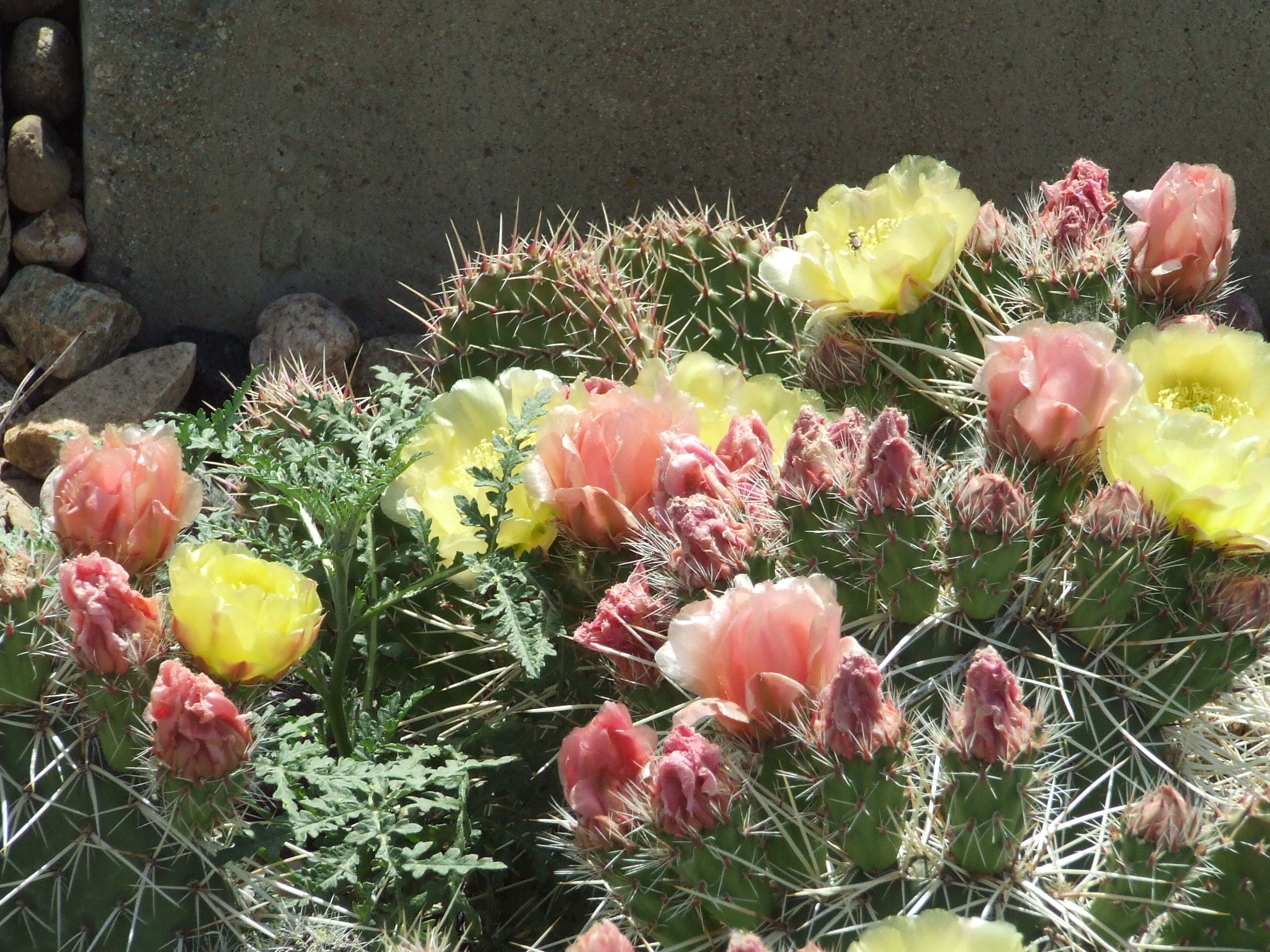 Opuntia/Cylindropuntia – Page 6 – COLDHARDYCACTUS