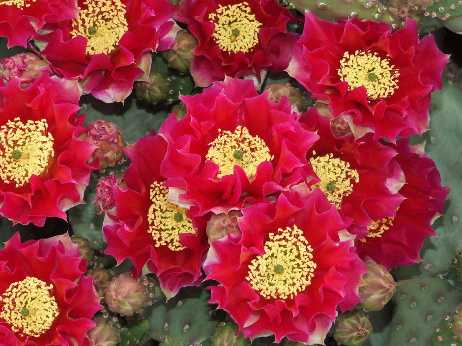 The Cactus Man - Cold Hardy Cactus – COLDHARDYCACTUS
