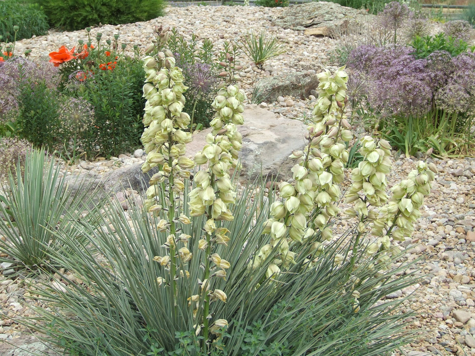 Yucca – COLDHARDYCACTUS