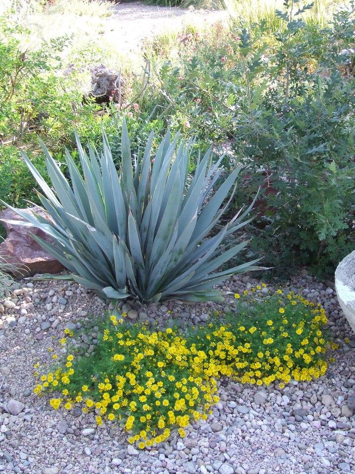 Yucca – COLDHARDYCACTUS