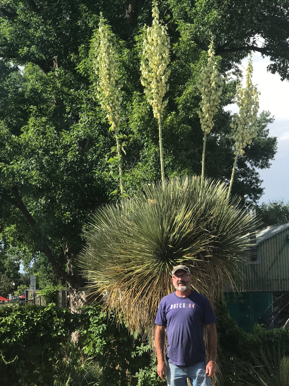 Yucca – COLDHARDYCACTUS