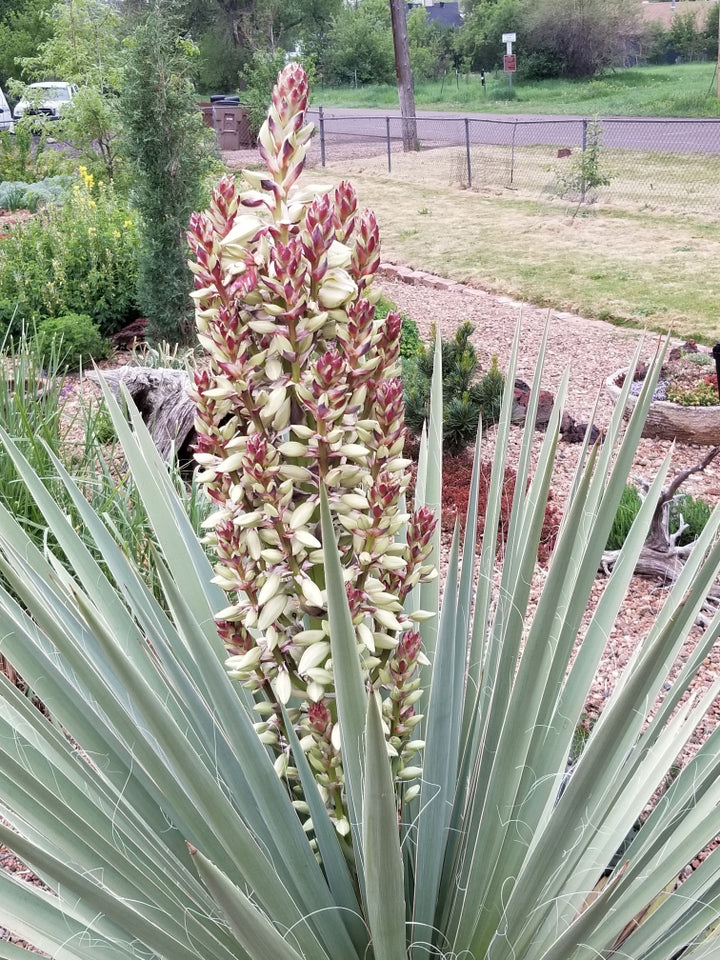 Yucca – COLDHARDYCACTUS